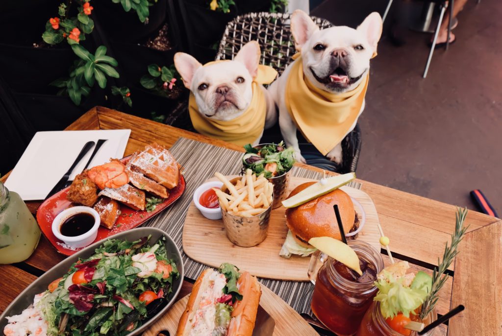 9 Places You Didn t Know You Could Take Your Dog To In Cairo